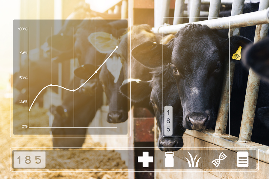 September 6, 2022 | Artificial intelligence automates livestock monitoring
